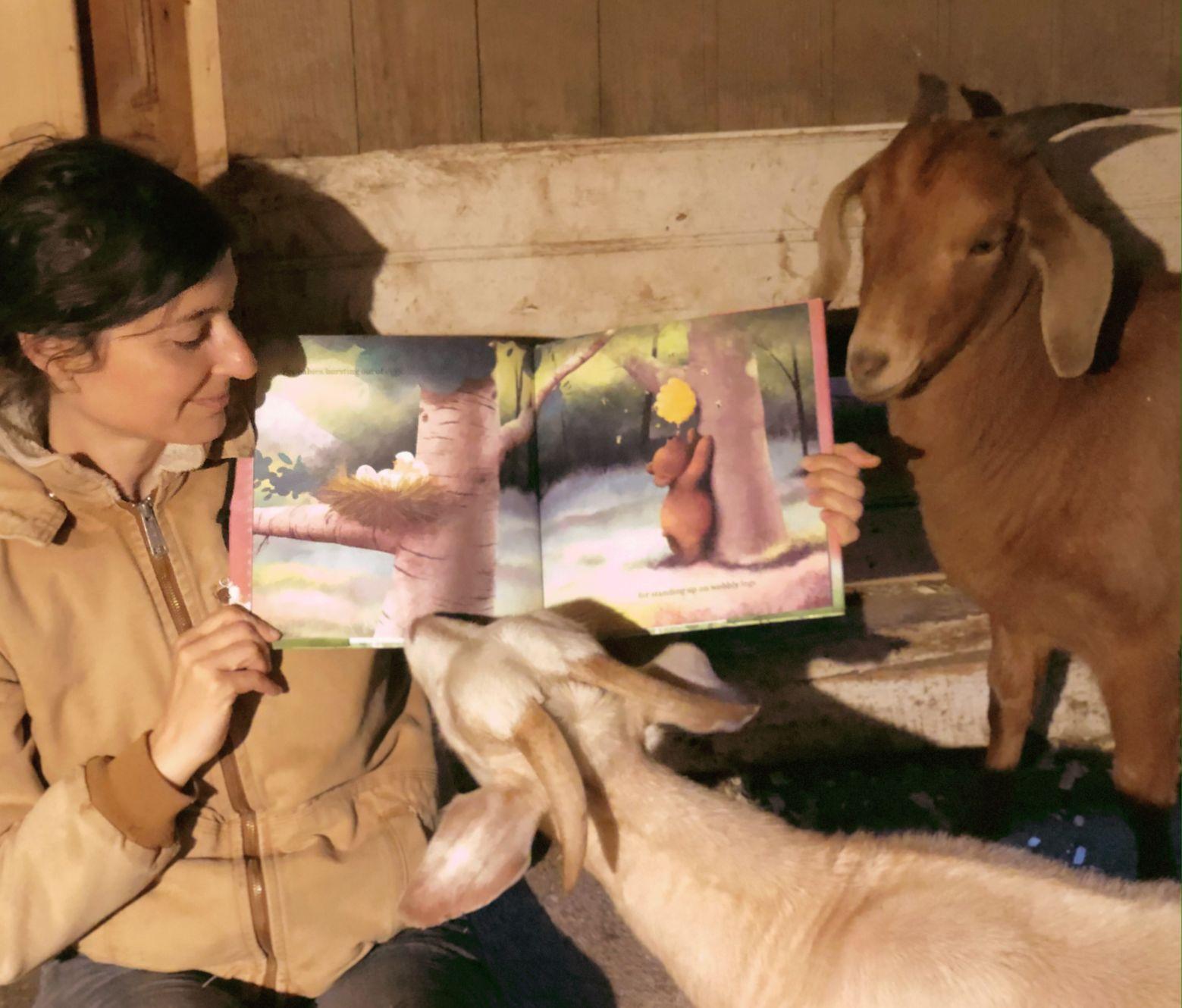 Counting sheep: Farm animals are read bedtime stories in Lancaster Farm ...