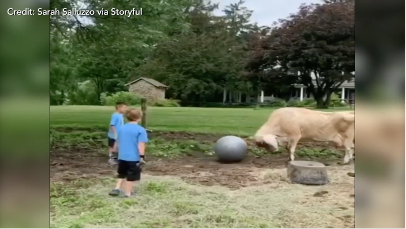 Kids take break from chores to play ball with rescue cow in Lancaster ...